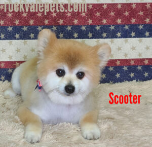 Scooter | Rockvale Pets : (615) 640-0422
